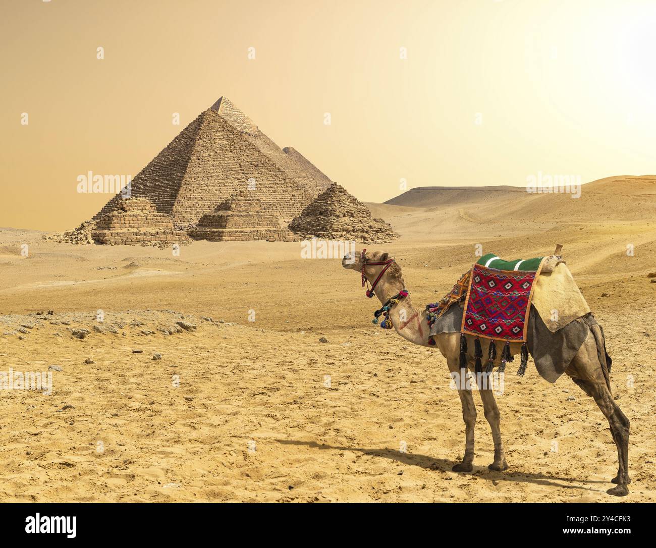 Camel and great pyramids standing in a row in desert of Giza, Egypt, Africa Stock Photo - Alamy