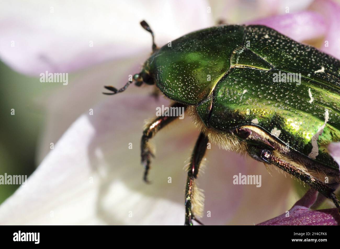 Rose chafer on columbine flowers Stock Photo - Alamy