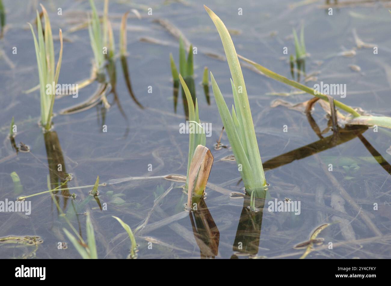 Aquatic plants in shallow lake water Stock Photo - Alamy