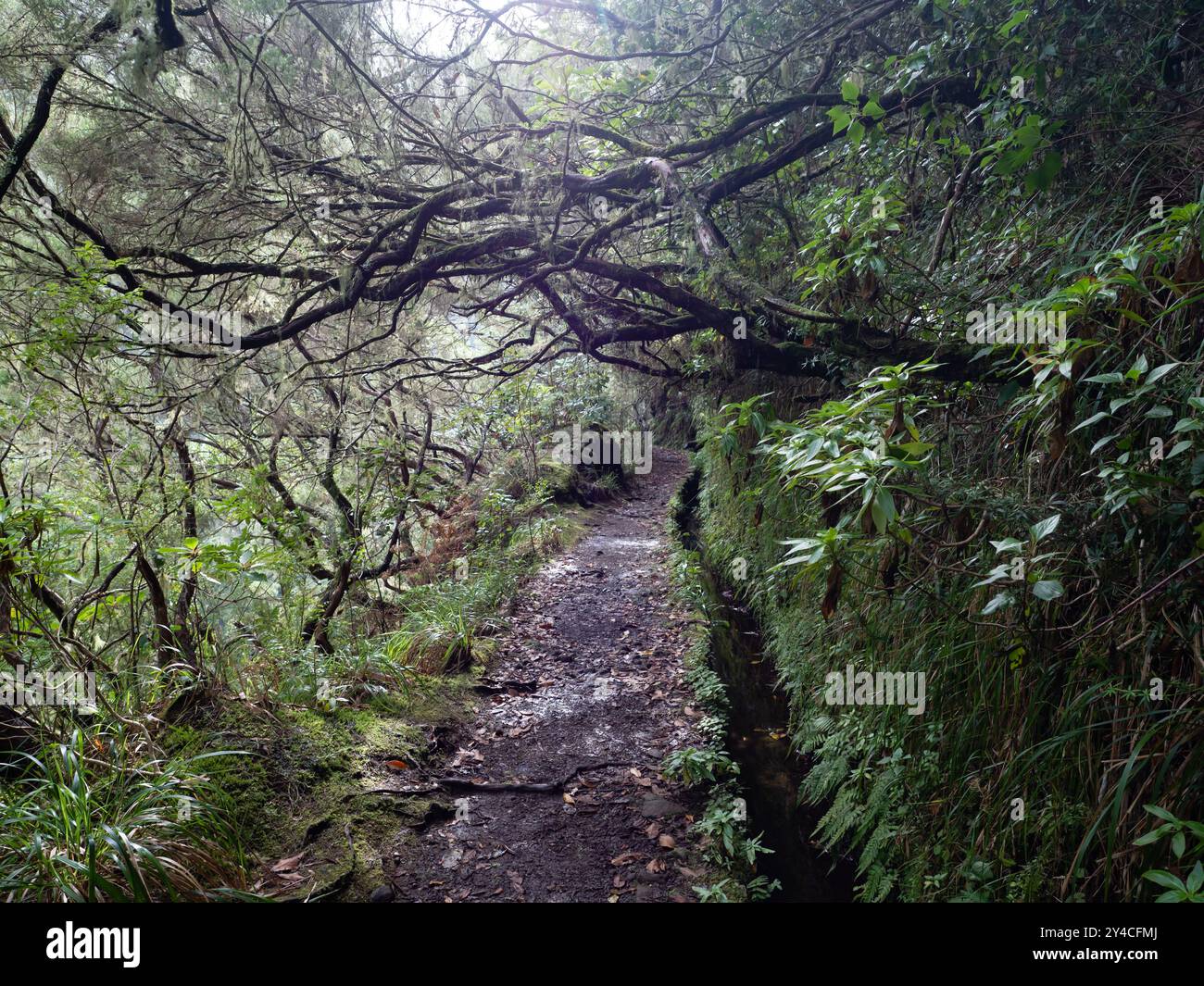 Levada Wanderung, Madeira, Portugal Stock Photo - Alamy