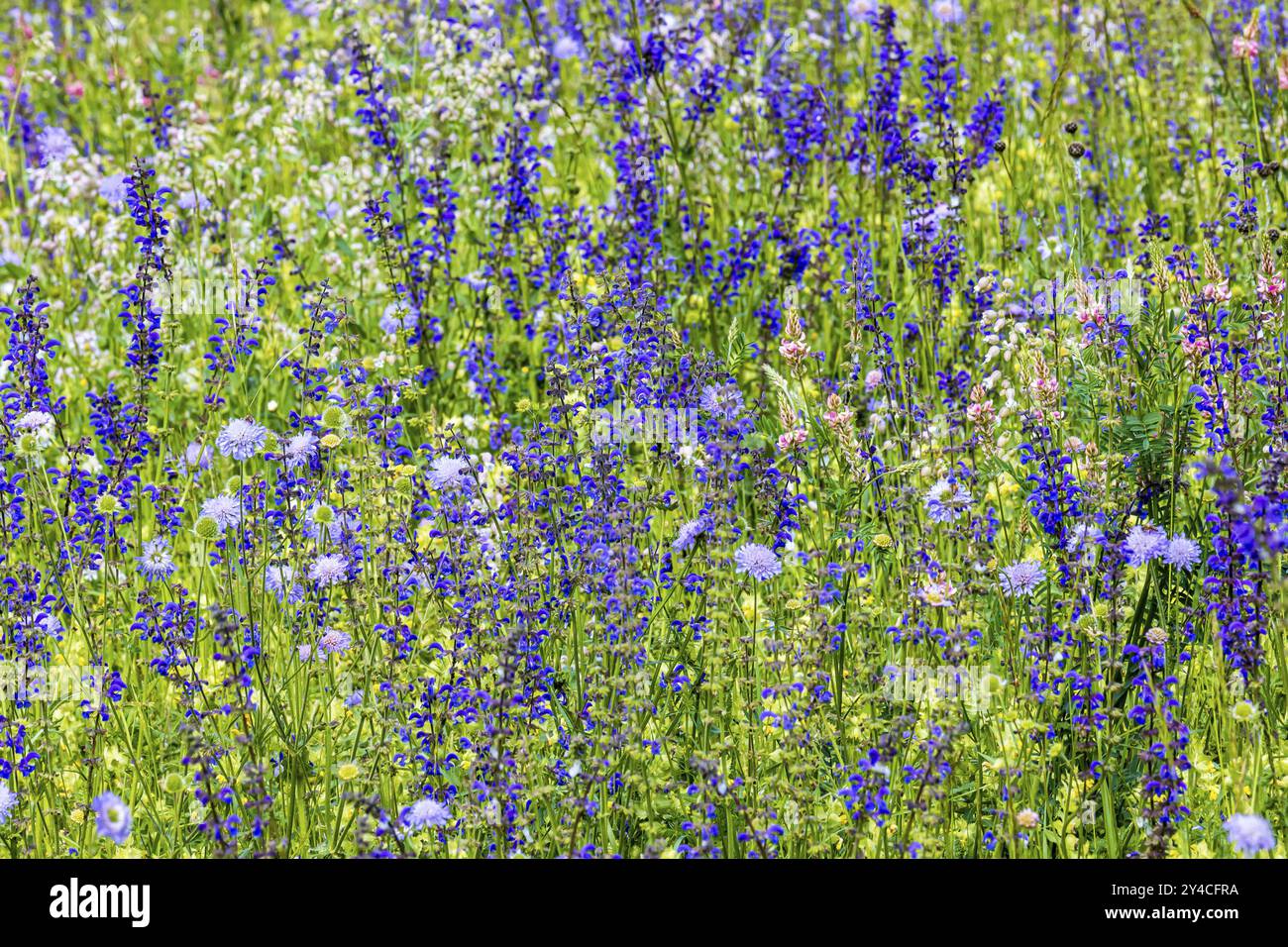 Summer meadow with meadow sage Stock Photo - Alamy