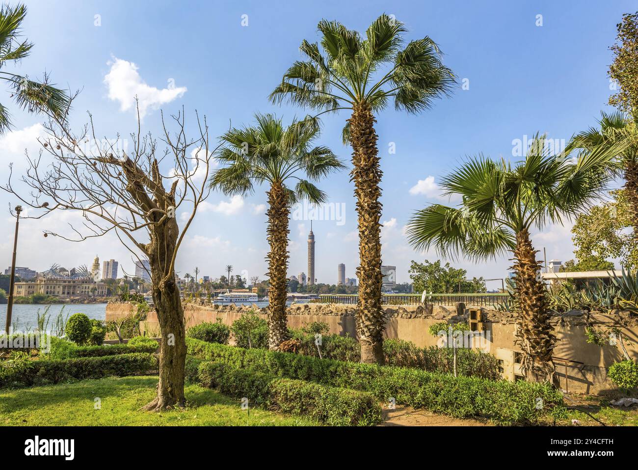 Palm trees in Cairo and view on Nile and TV tower Stock Photo - Alamy