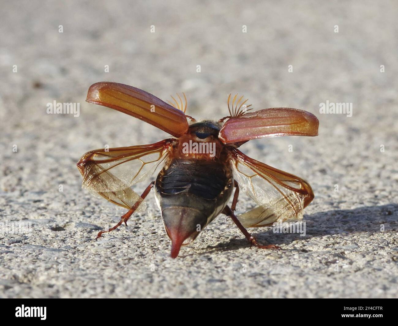 Cockchafer shortly in front of take-off with folded up cover wings and ...
