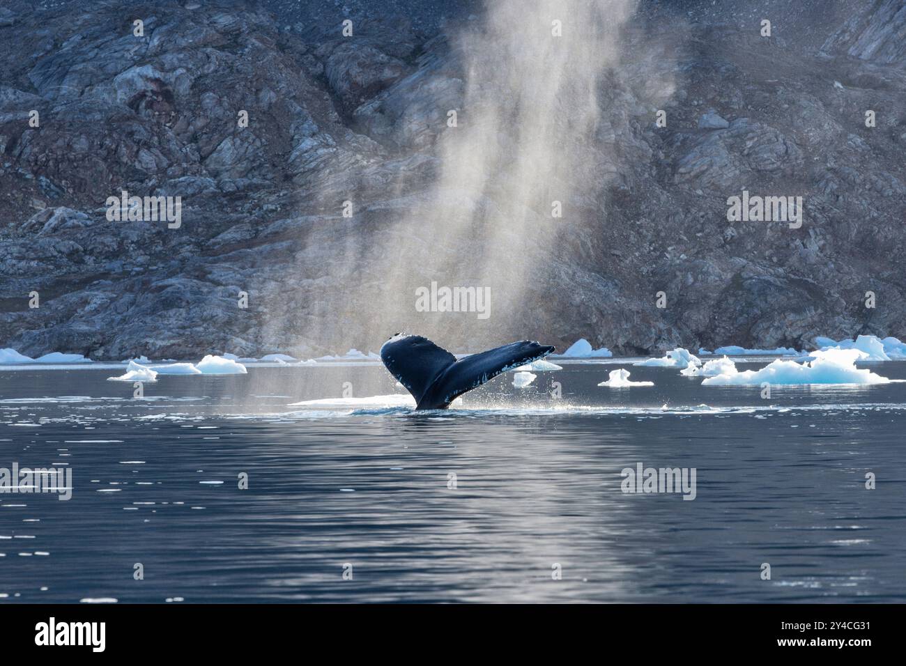Tail fluke of a feeding humpback whale ( Megaptera Novaeangliae) diving ...