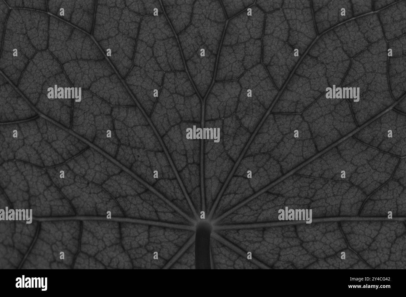 Bottom view of the leaf surface of a nasturtium in black, white Stock ...