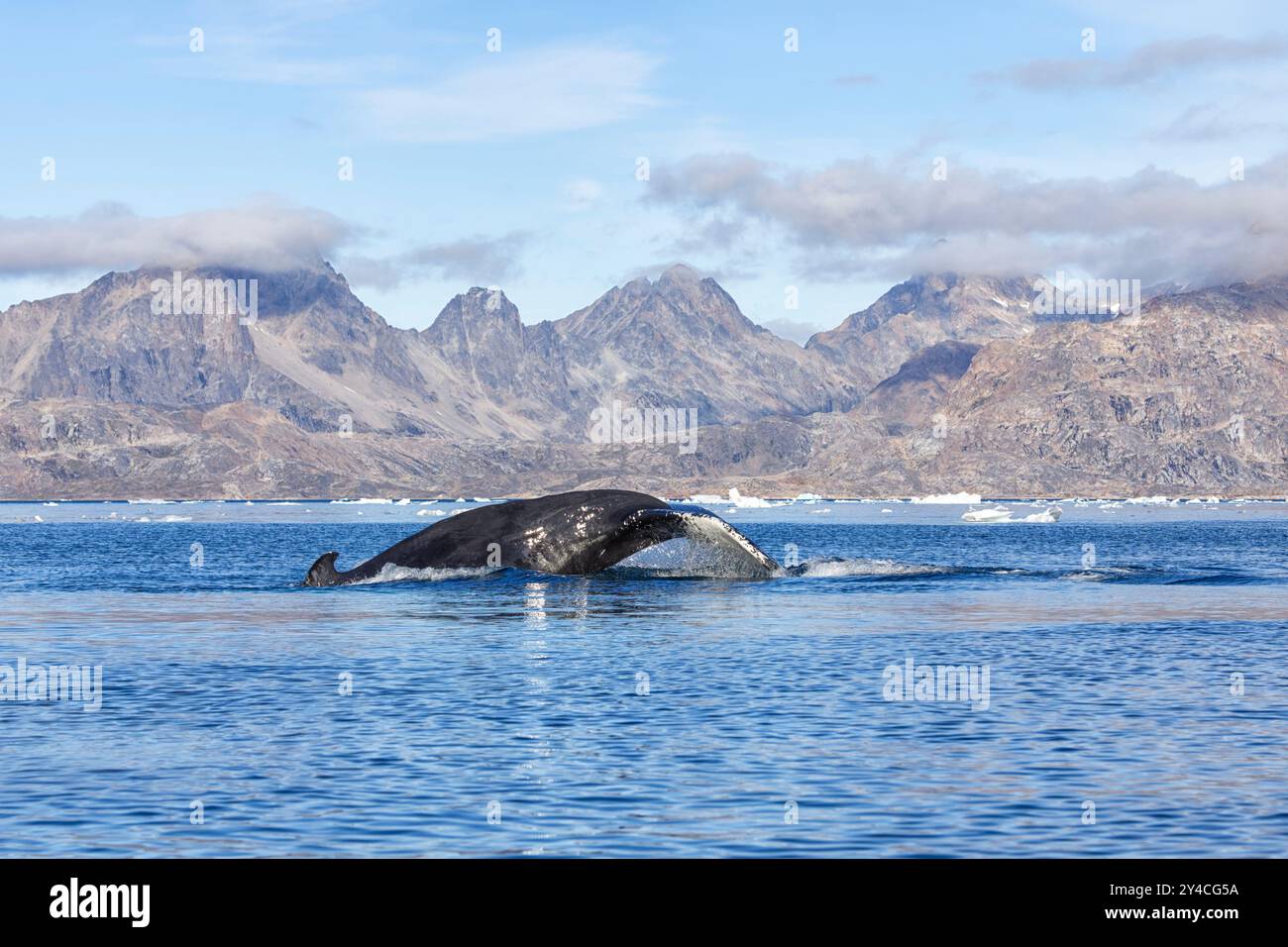 Fluke of a diving humpback whale ( Megaptera Novaeangliae) in front of ...
