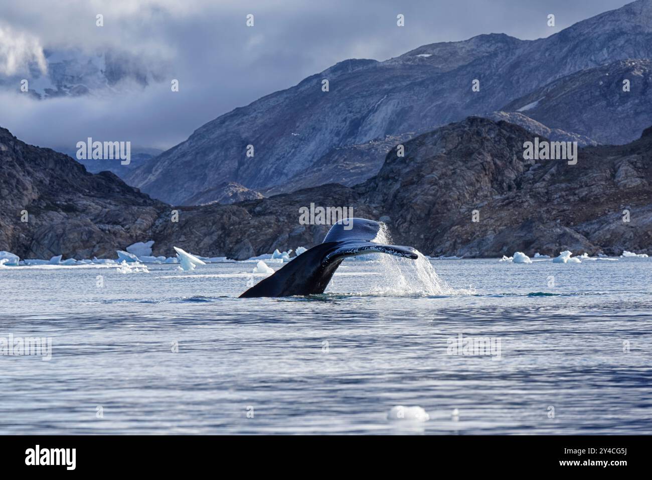 Fluke of a diving humpback whale ( Megaptera Novaeangliae) in front of ...