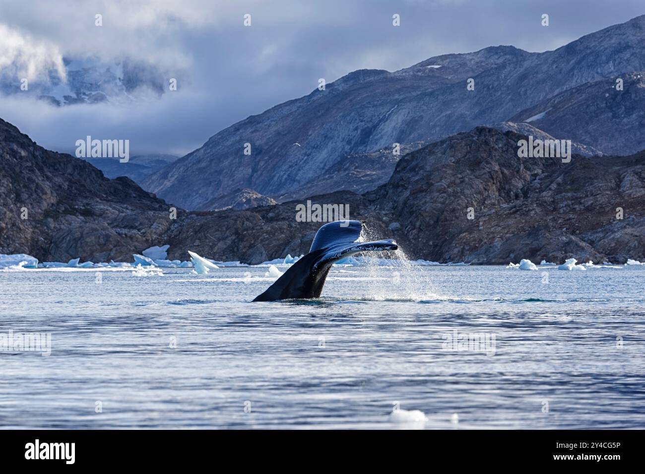 Fluke of a diving humpback whale ( Megaptera Novaeangliae) in front of ...