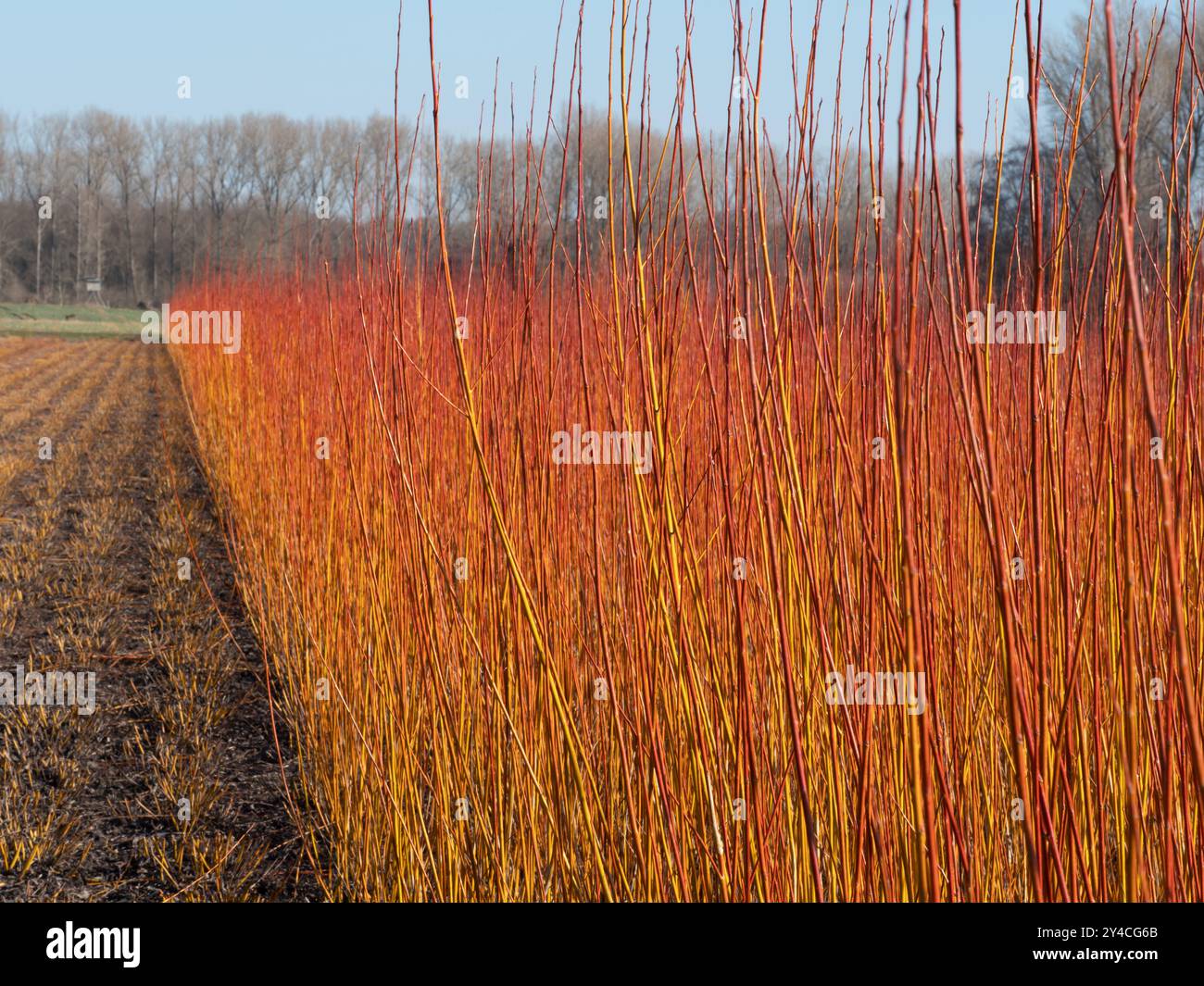 Korb Weidenfeld(Salix viminalis) am Niederrhein ,Basket willow field on ...