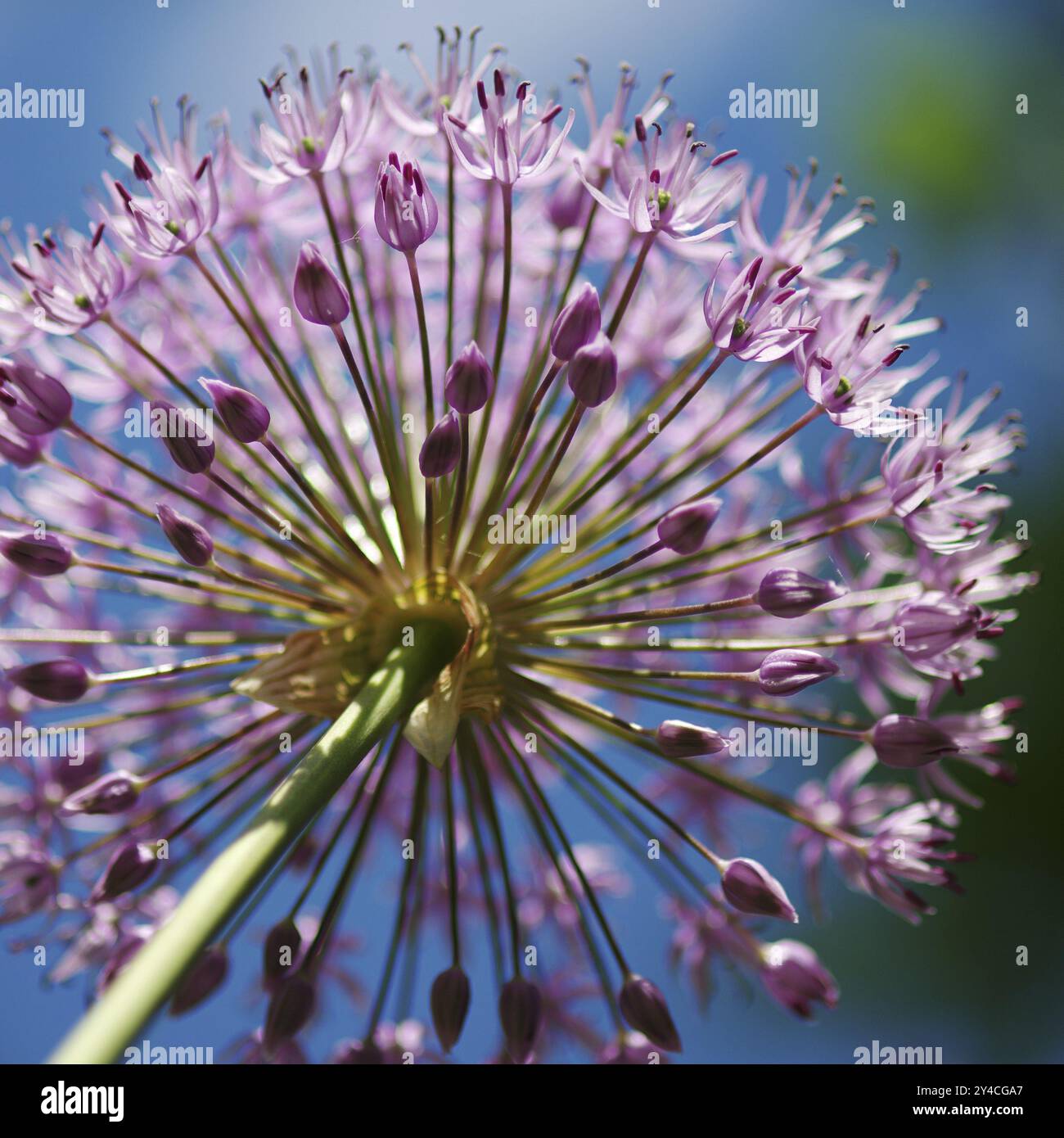 Bottom view of a flower umbel of the star leek Stock Photo - Alamy