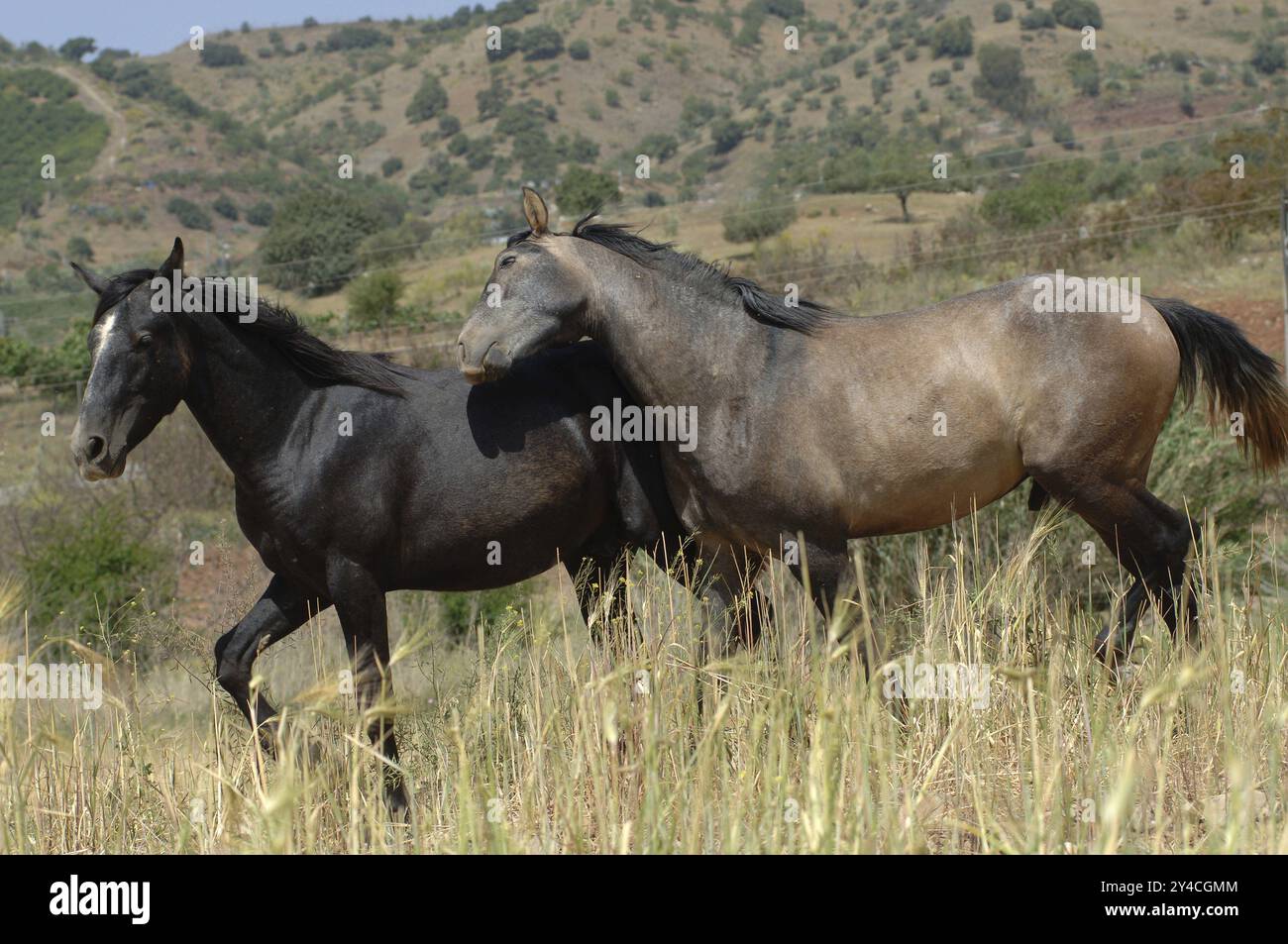 Two young stallions playing a game of hierarchy in a huge paddock Stock ...
