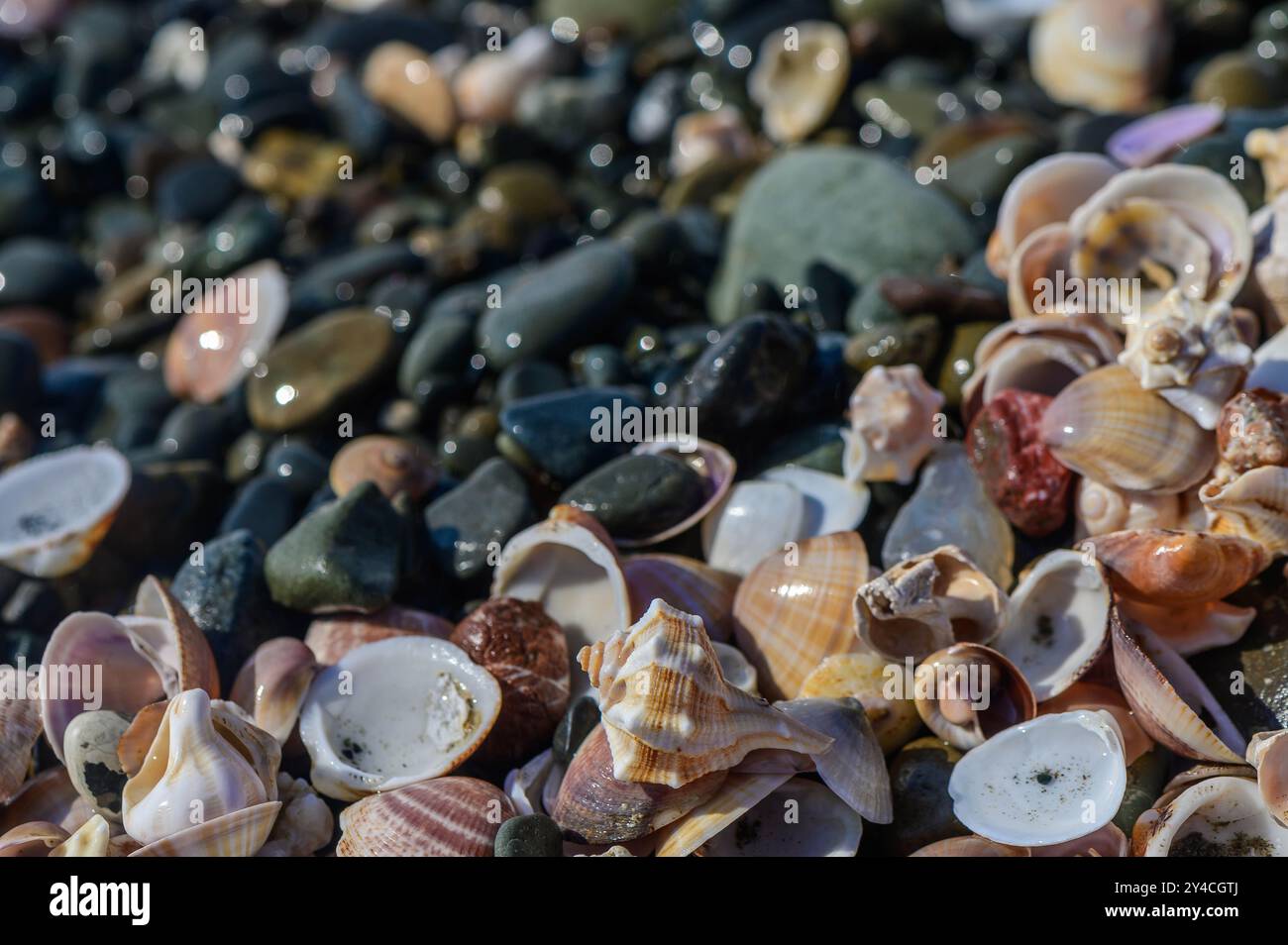 Palm with shells stones hi-res stock photography and images - Alamy