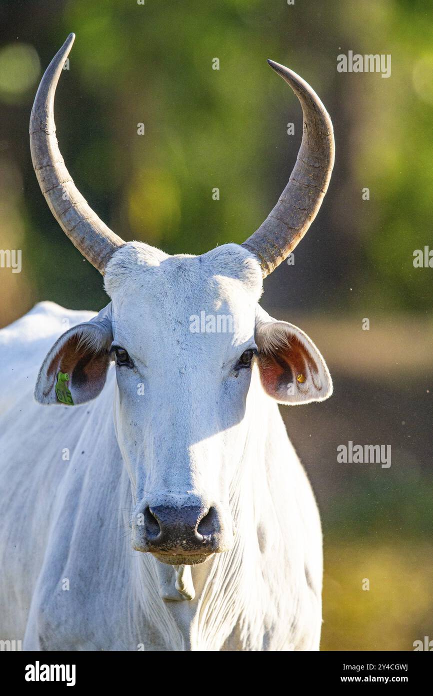 Nelore Cattle Pantanal Brazil Stock Photo - Alamy
