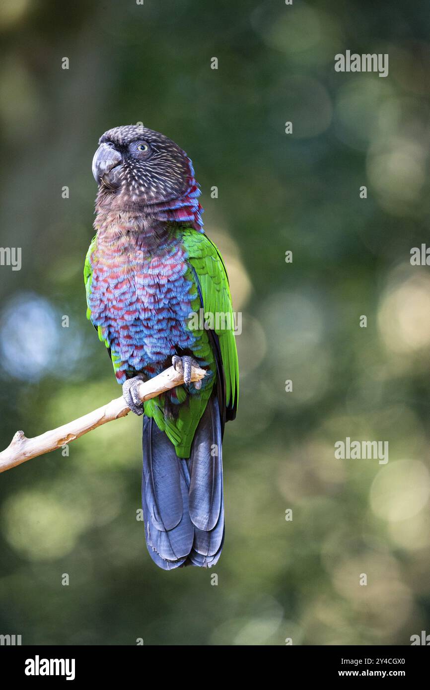 Red hawk parrot hi-res stock photography and images - Alamy