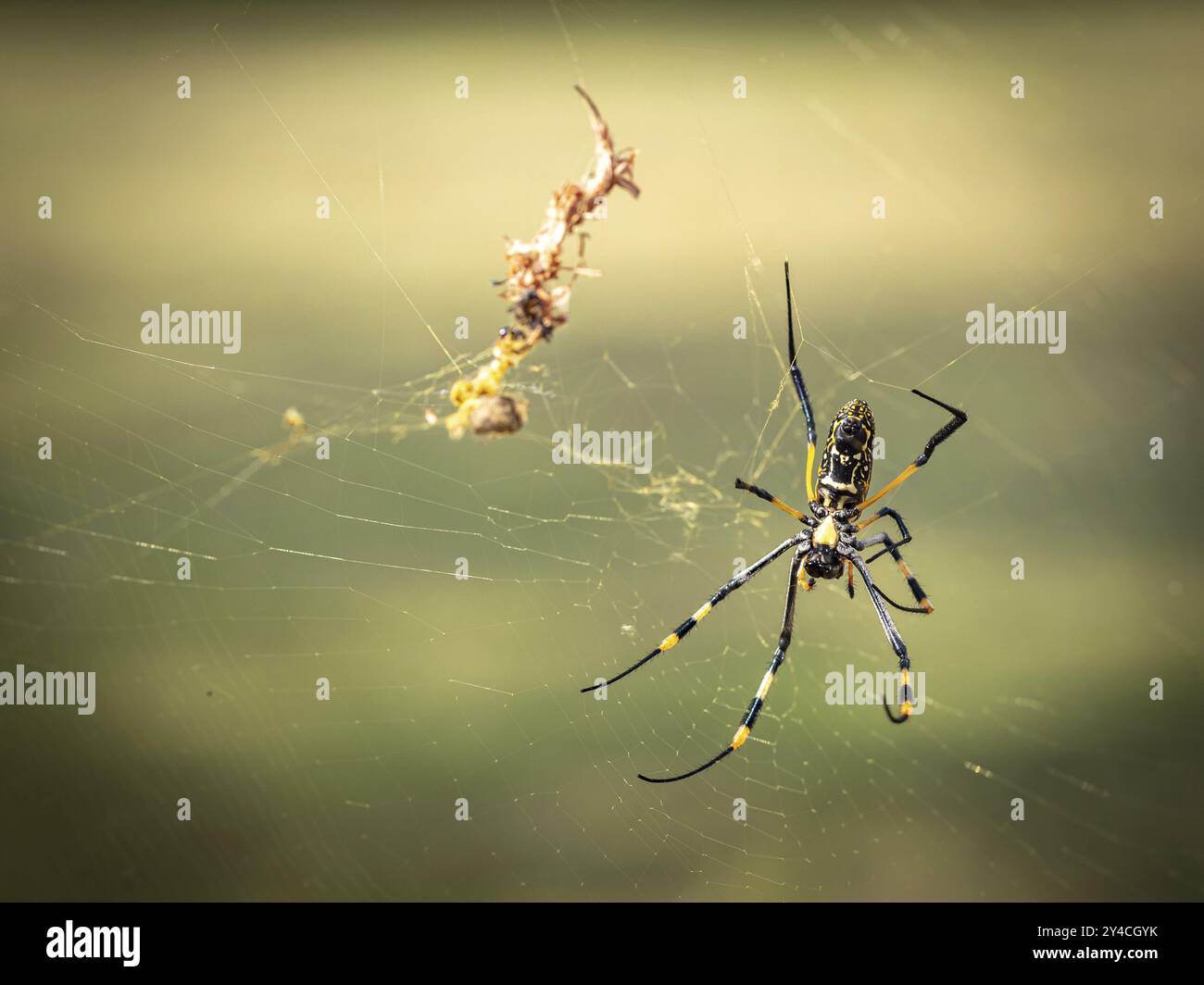 Golden Orb Spider (Nephila Pilipes) crawling in web, Balule Plains ...