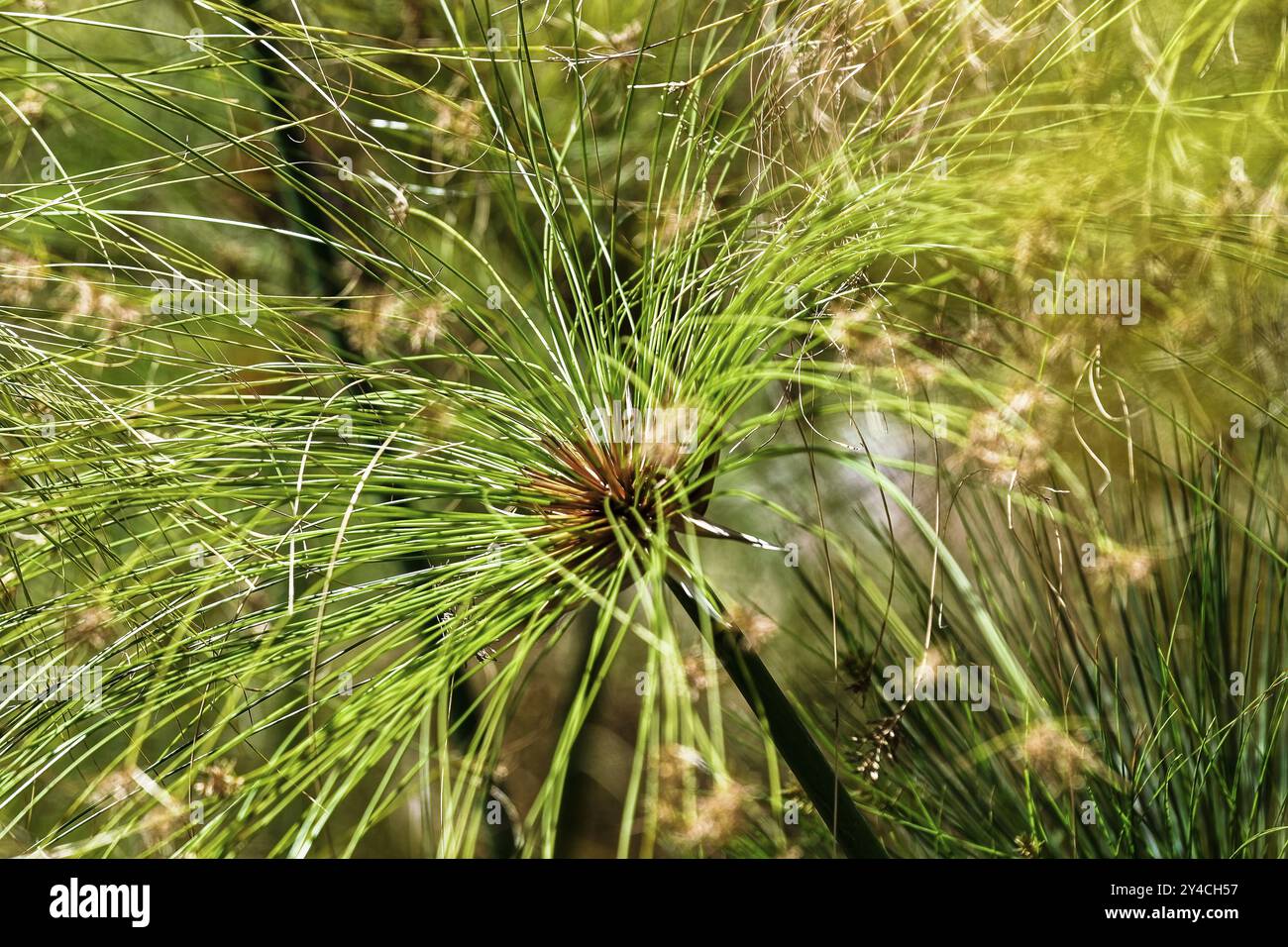 True papyrus, Cyperus papyrus, Egypt, Africa Stock Photo - Alamy