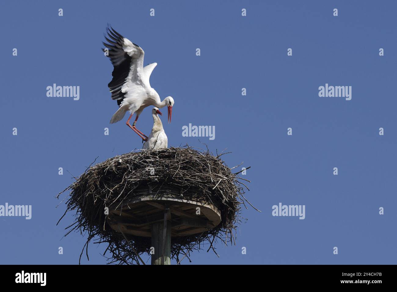 White stork pair in mating prelude Stock Photo - Alamy
