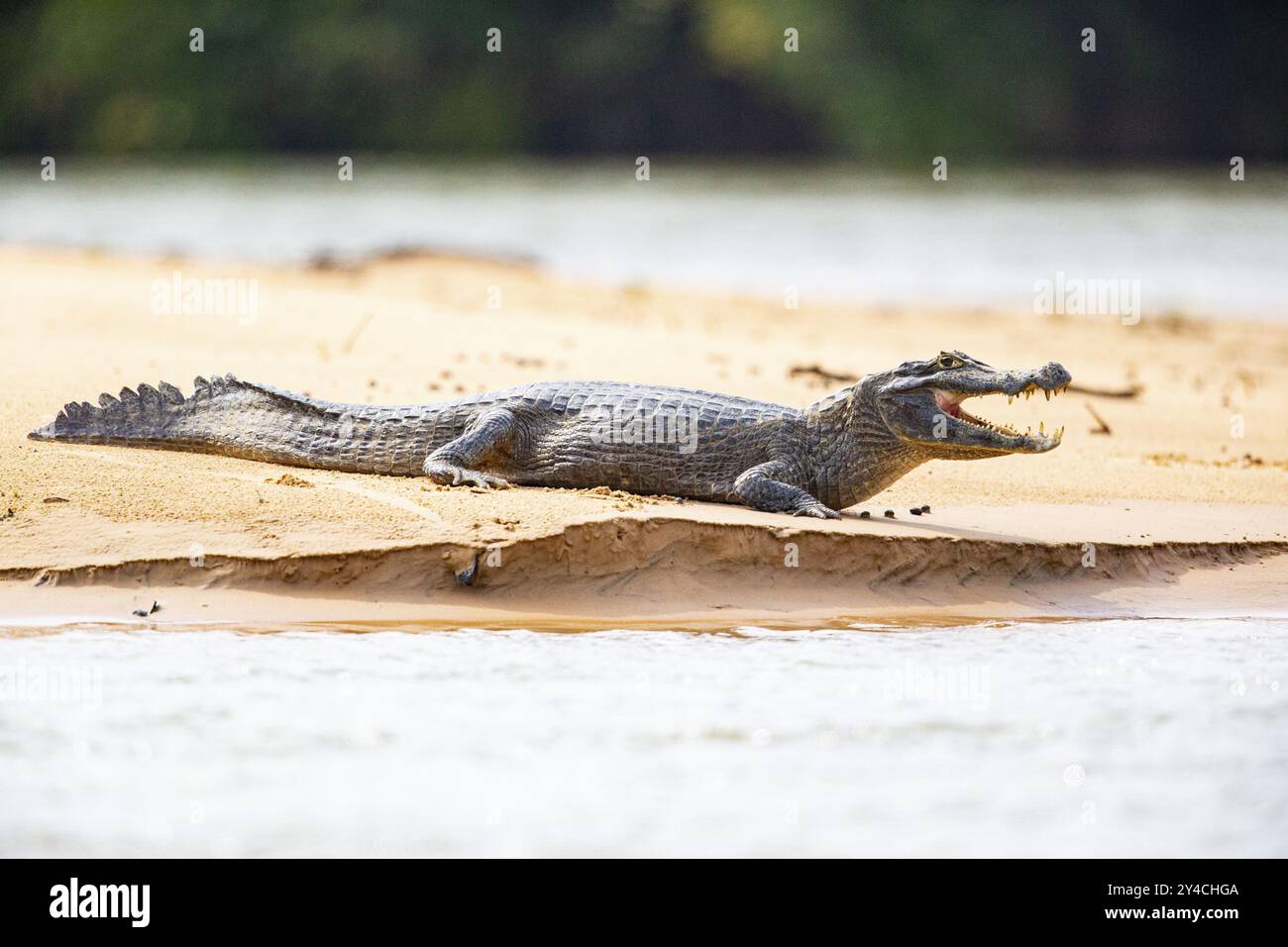 Spectacled caiman (Caiman crocodilius) Panatanal Brazil Stock Photo - Alamy