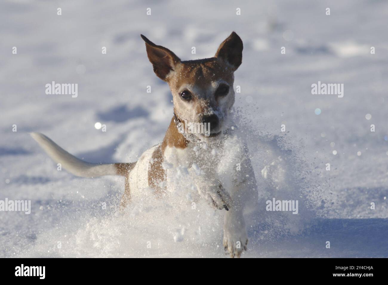 Jack Russell Terrier, old dog, male dog, jump, deep snow, action ...