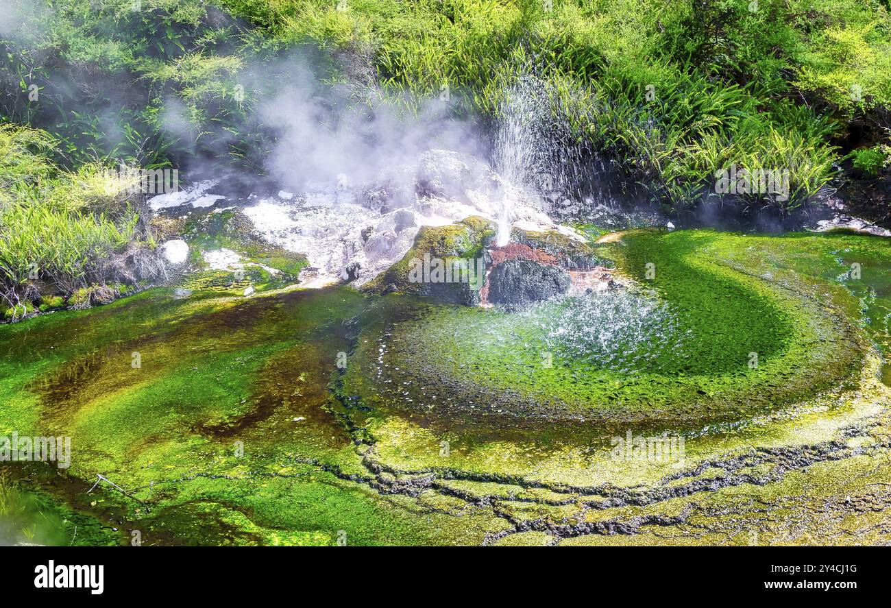 Thermal geyser in the Rotorua Waimangu Volcanic Valley on the North ...