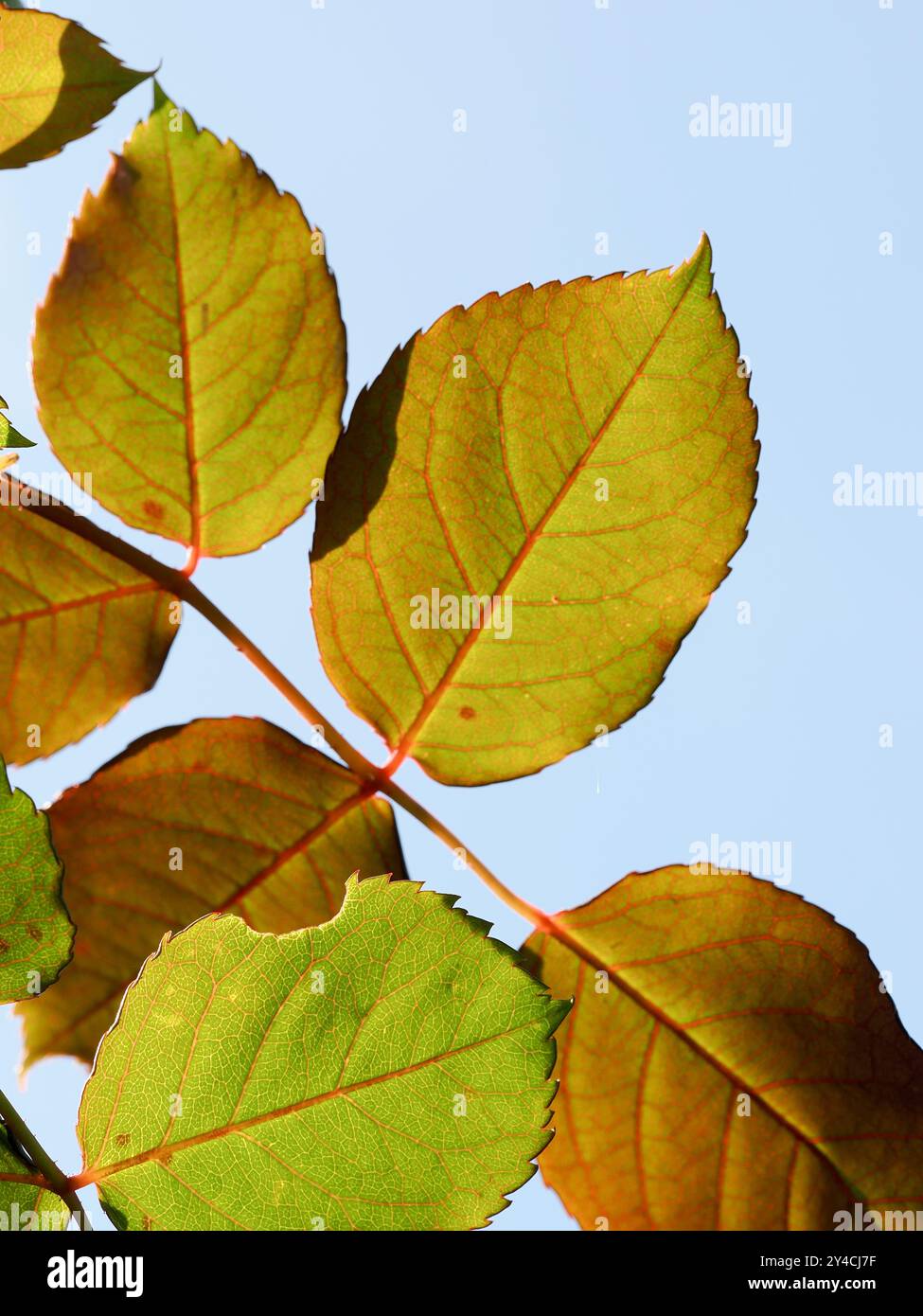 Close-up picture of some back lit rose leaves showing the detail of the ...