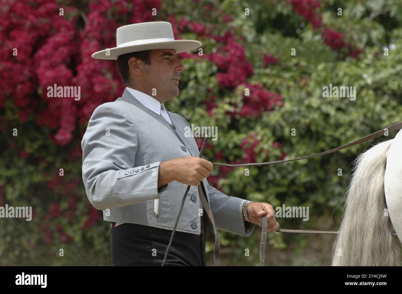 Double lunge, long reins, white stallion Stock Photo - Alamy