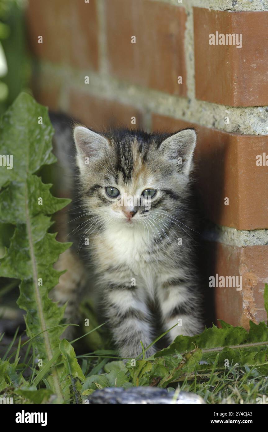 Tabby kittens different hi-res stock photography and images - Alamy