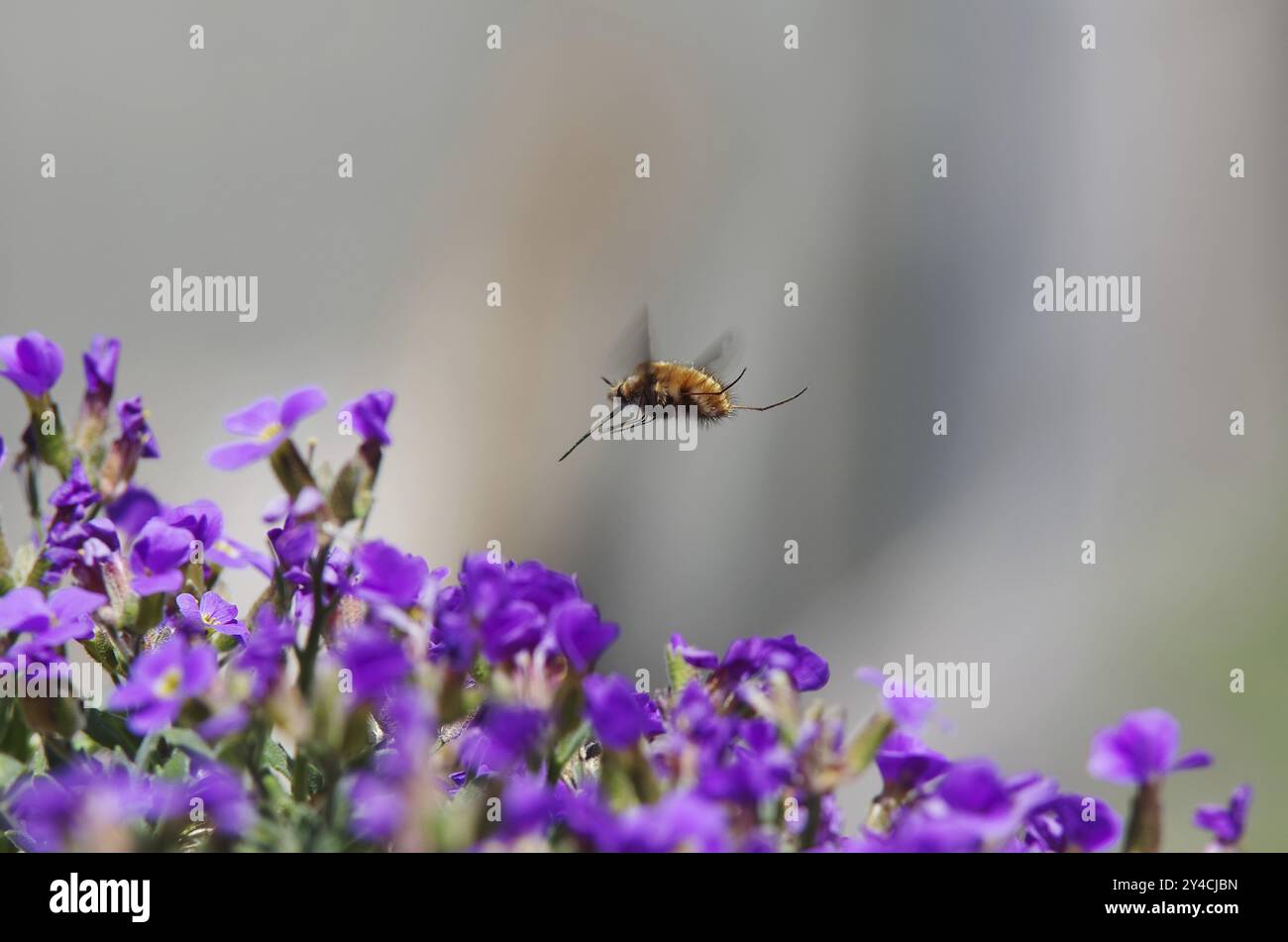 Woolly hoverfly in flight Stock Photo - Alamy