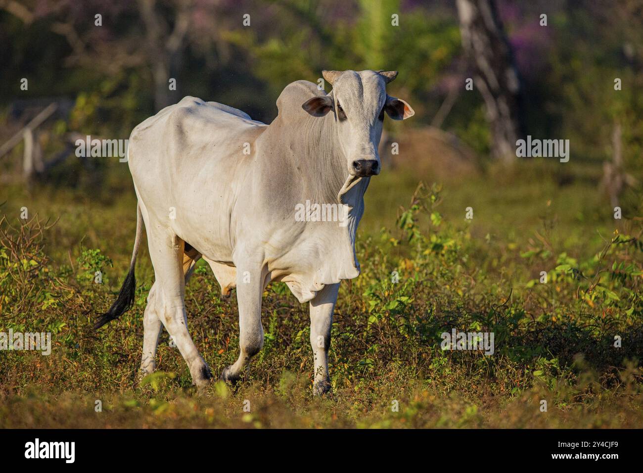 Brahminy cattle (Bos primigenius indicus) Pantanal Brazil Stock Photo ...
