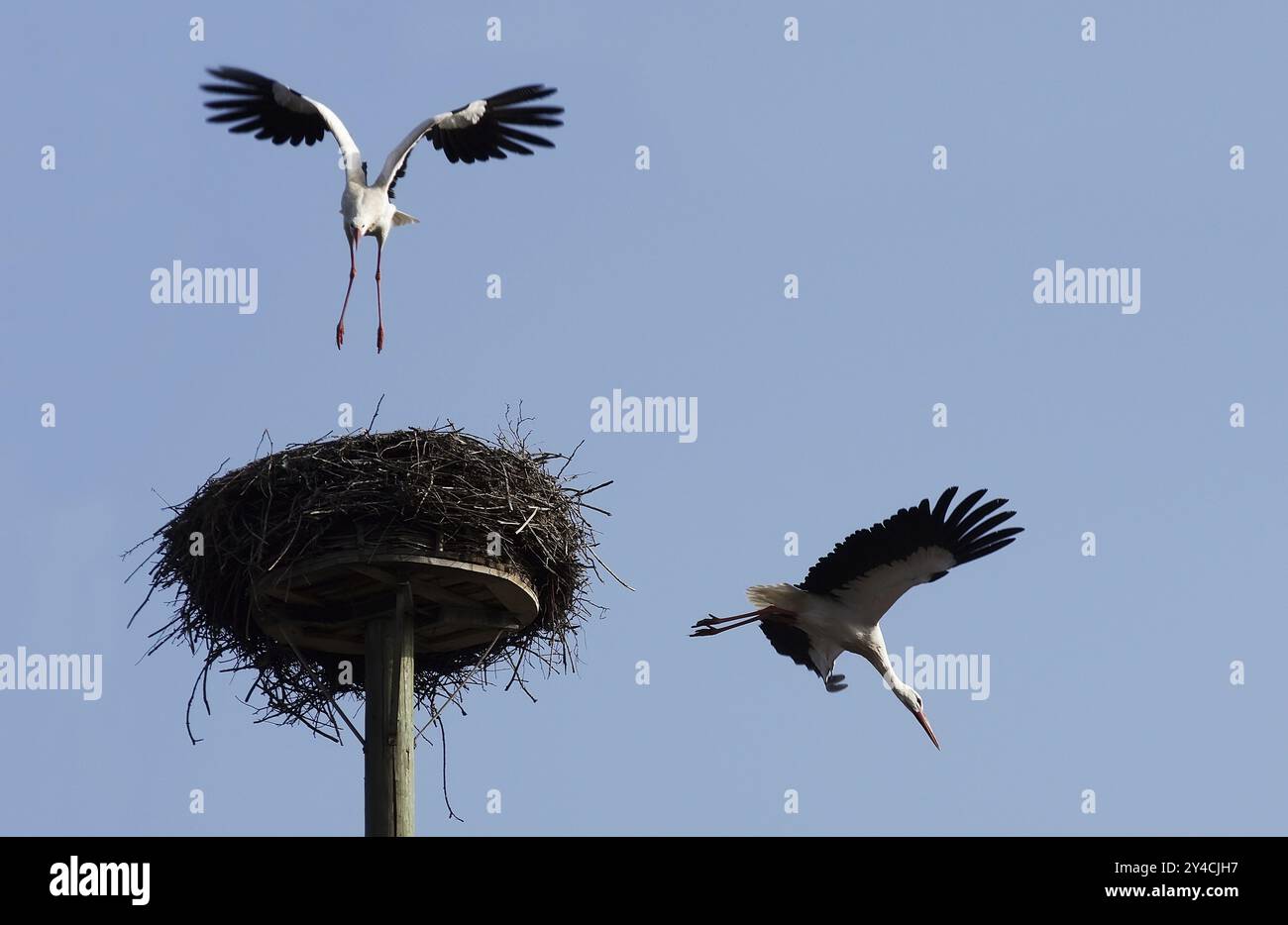 A pair of white storks approaching and departing from their Stock Photo ...