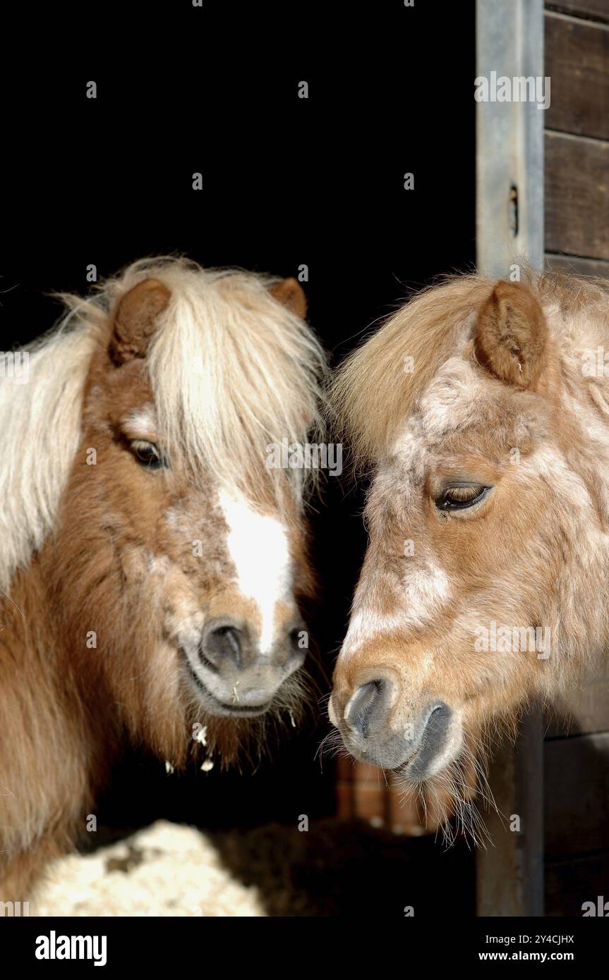 Two old Shetland ponies Stock Photo - Alamy
