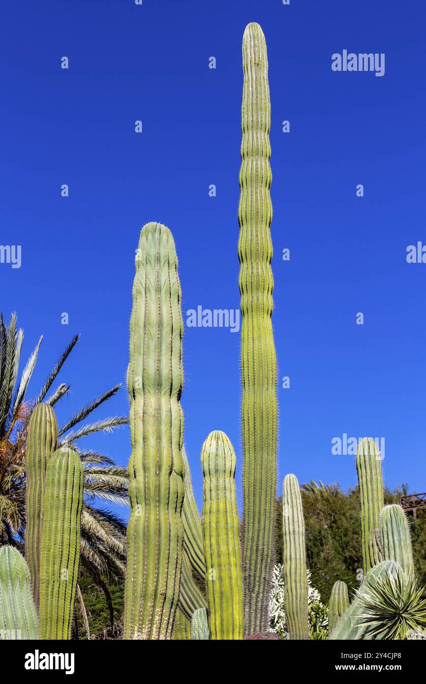 Mexican elephant cactus Pachycereus pringlei with blue sky Stock Photo ...