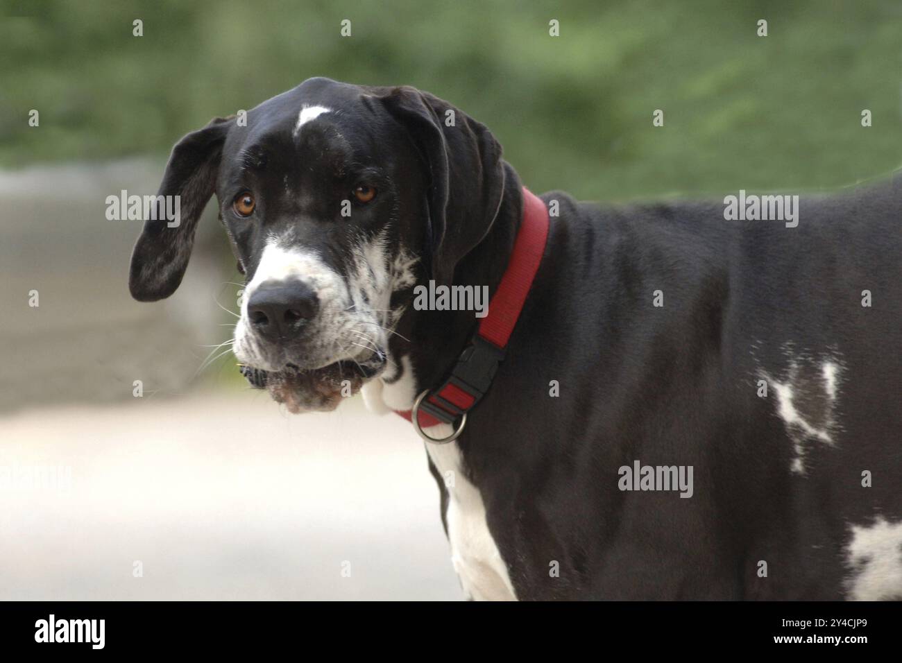 Dark red collar hi-res stock photography and images - Alamy