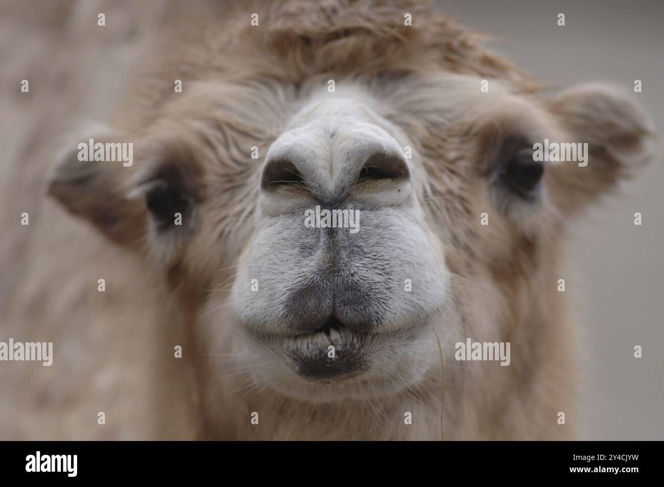 Camel, head, with pursed lips Stock Photo - Alamy
