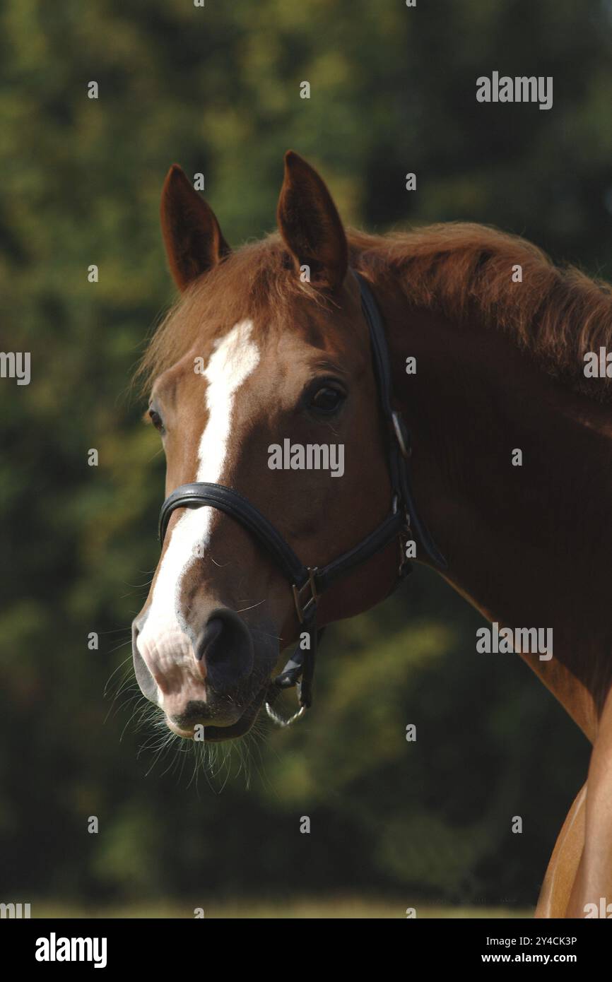 Hanoverian in portrait Stock Photo - Alamy
