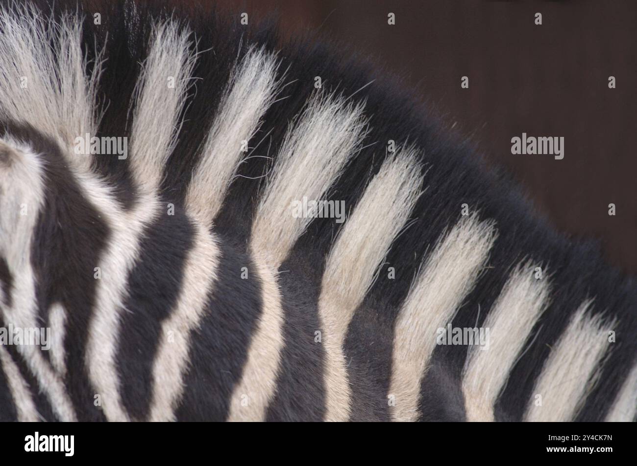Zebra crossing, detail zebra stripes Stock Photo - Alamy