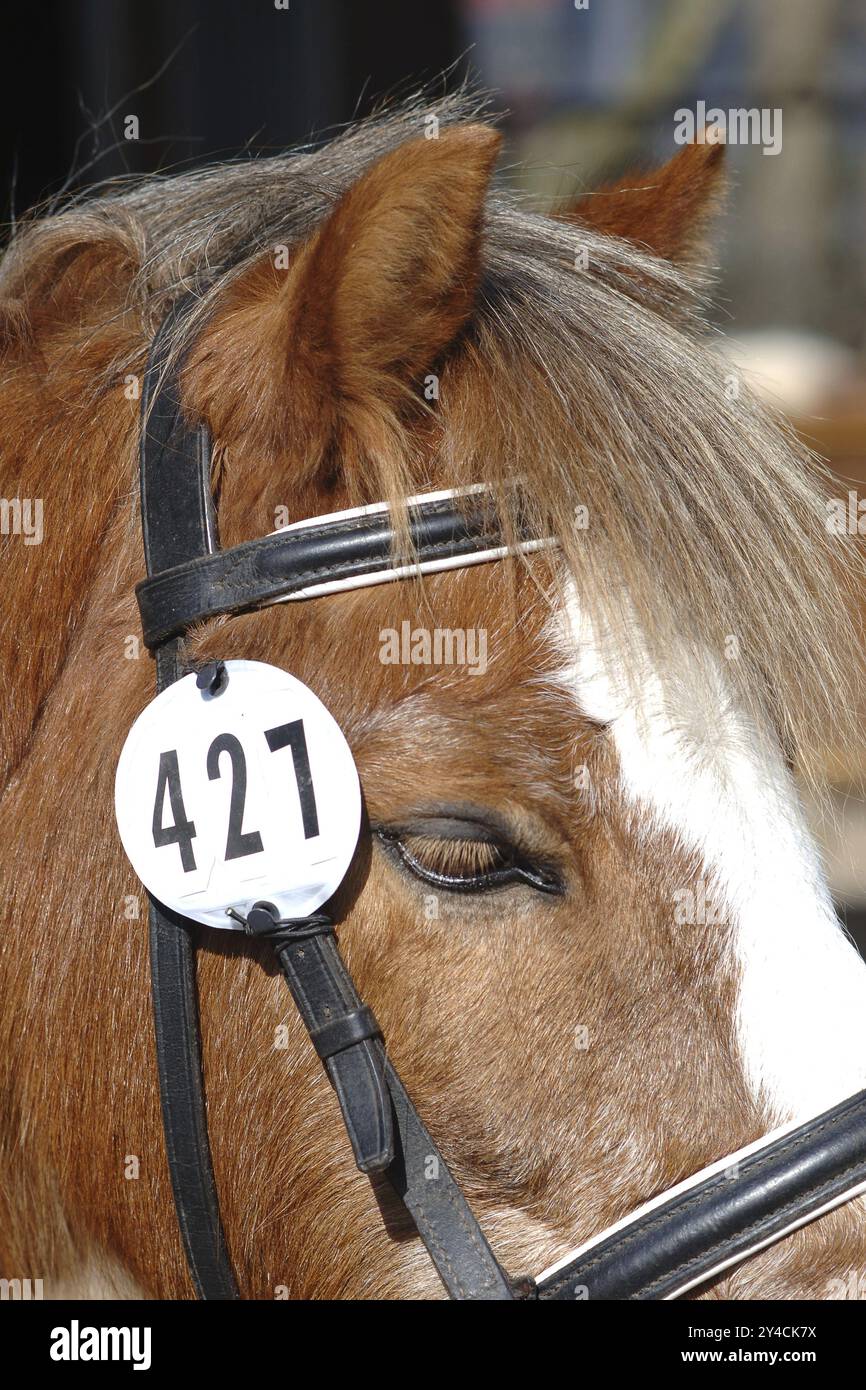 Start number, tournament Stock Photo - Alamy