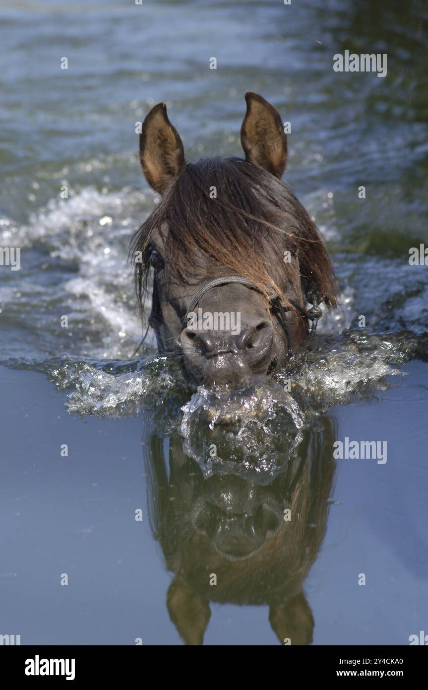 Pictures of arabian horses hi-res stock photography and images - Alamy