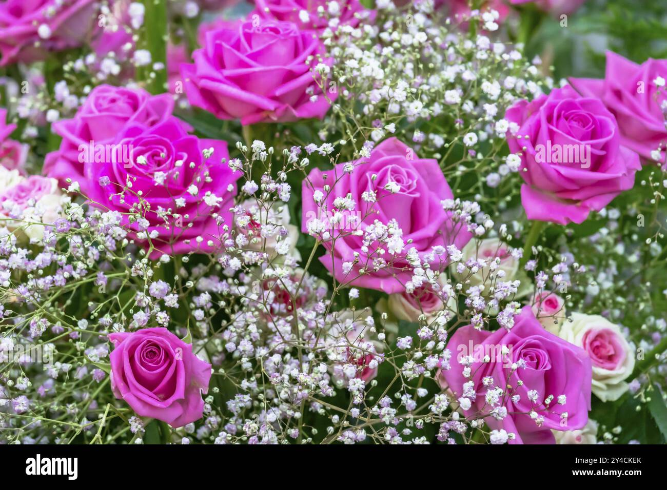 Bouquet with pink coloured roses and gypsophila Stock Photo - Alamy
