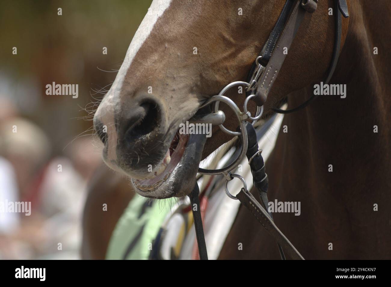 Racehorse with stirrup bit and snaffle Stock Photo - Alamy