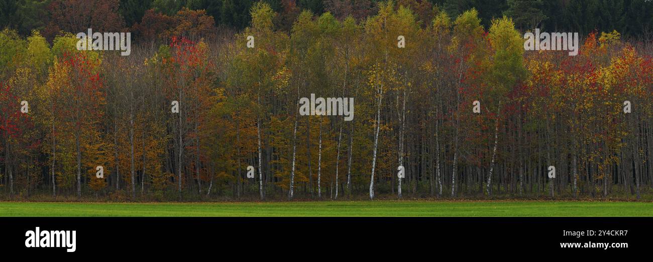 Woods alder tree hi-res stock photography and images - Alamy