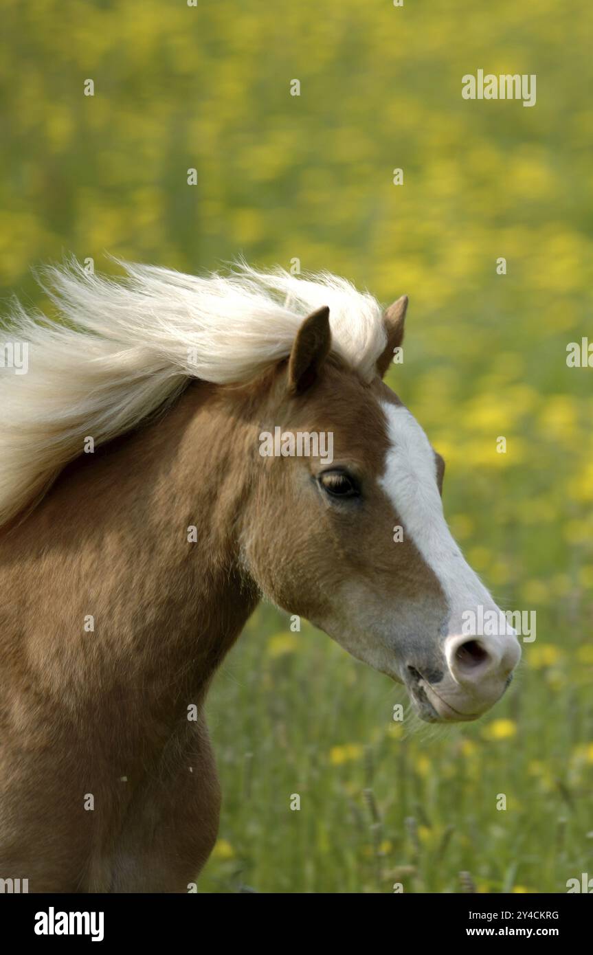 Welsh pony mare in motion in the dandelion Stock Photo - Alamy