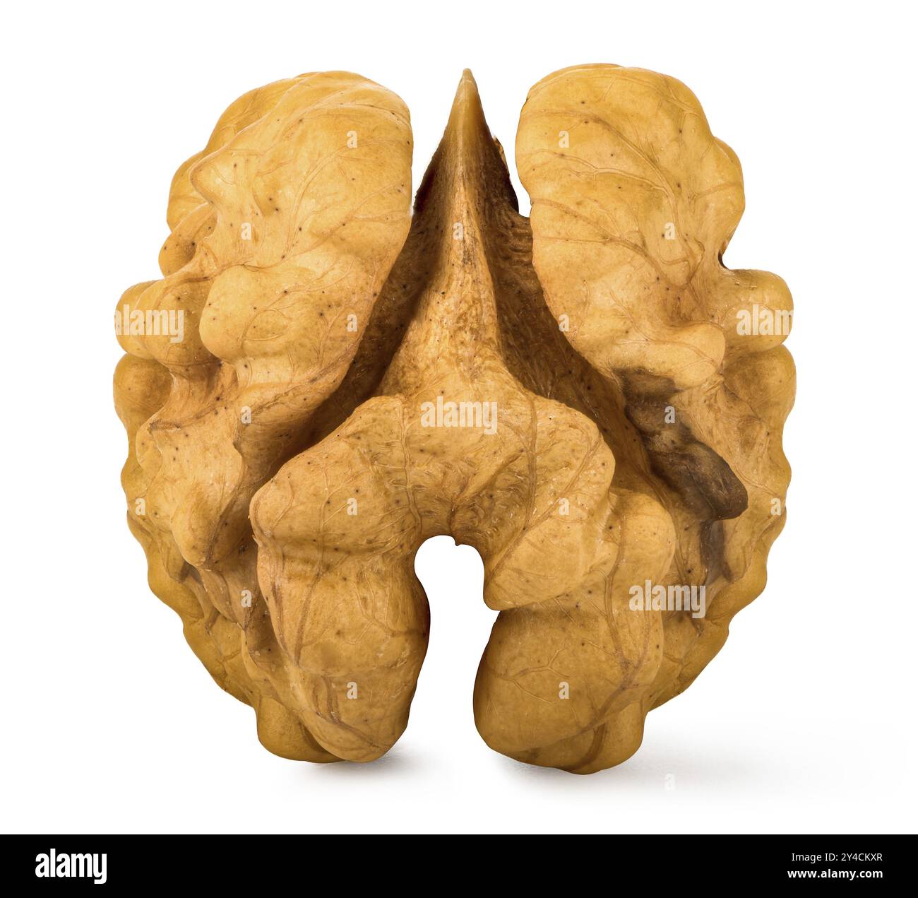 One peeled walnut isolated on a white background Stock Photo - Alamy
