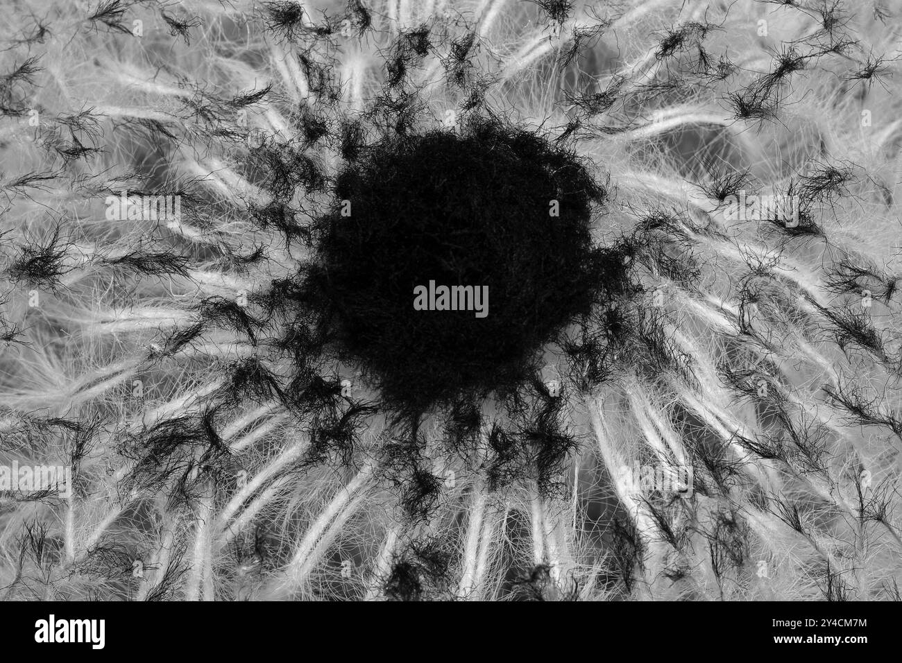 White protea Black and White Stock Photos & Images - Alamy