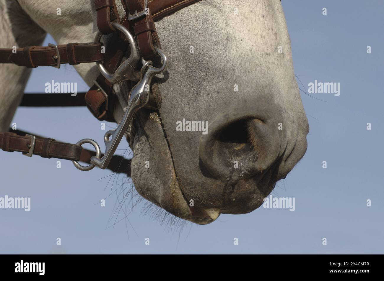 Double buckle hi-res stock photography and images - Alamy