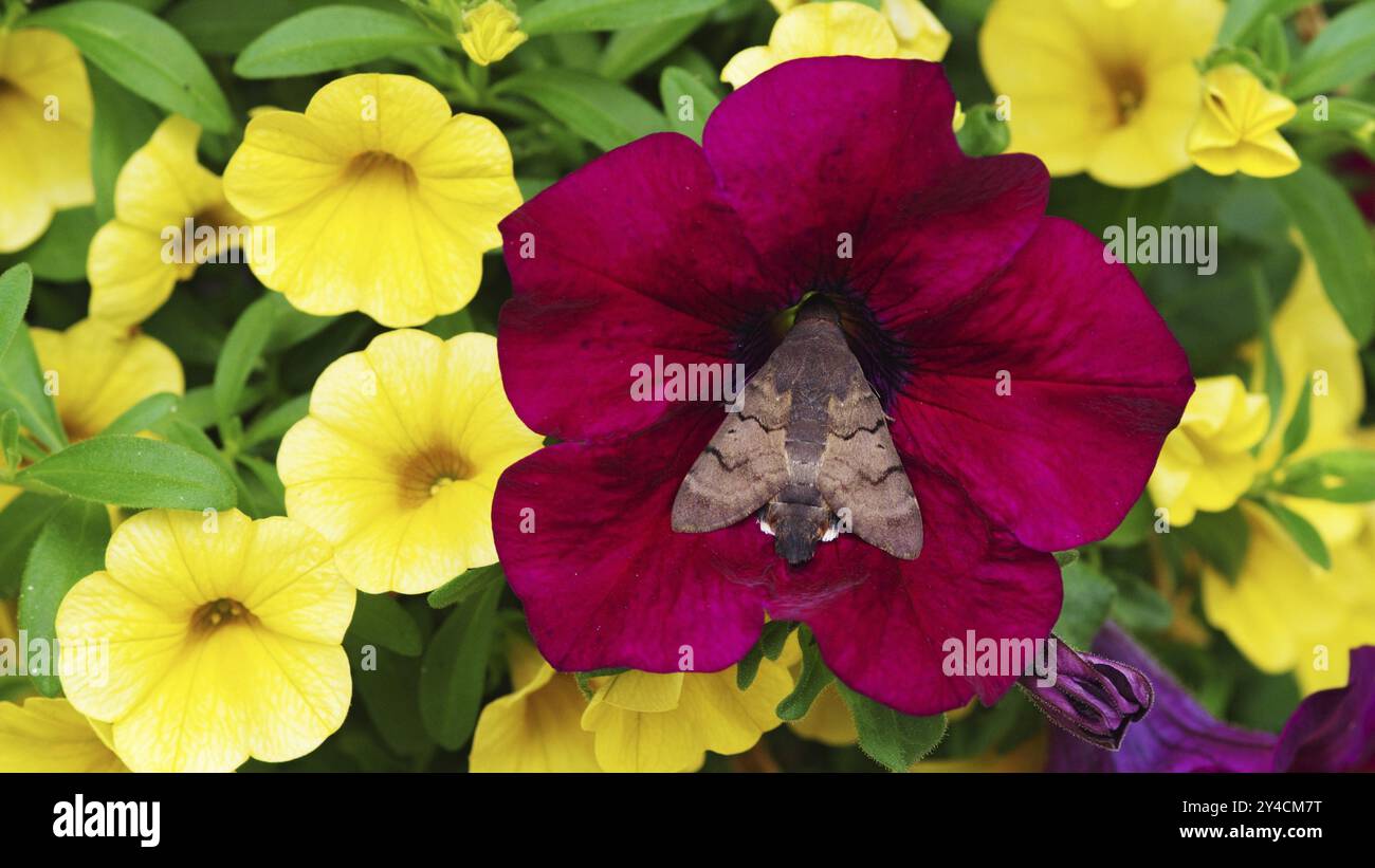Dove tail drinking nectar on a petunia flower Stock Photo - Alamy