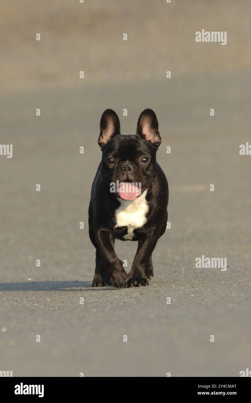 French Bulldog, black and white, female, running Stock Photo - Alamy