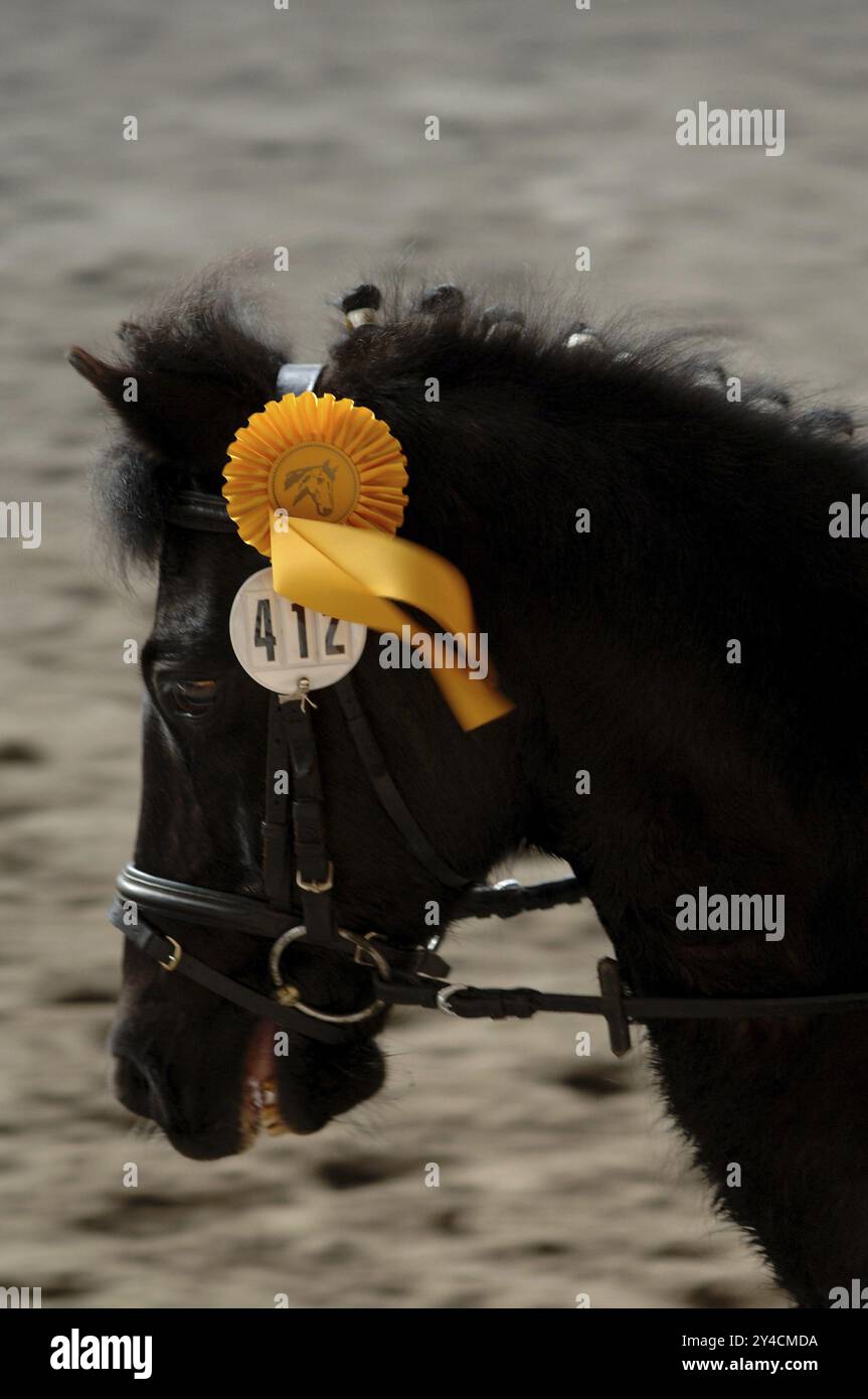 Horse with winning ribbon Stock Photo - Alamy