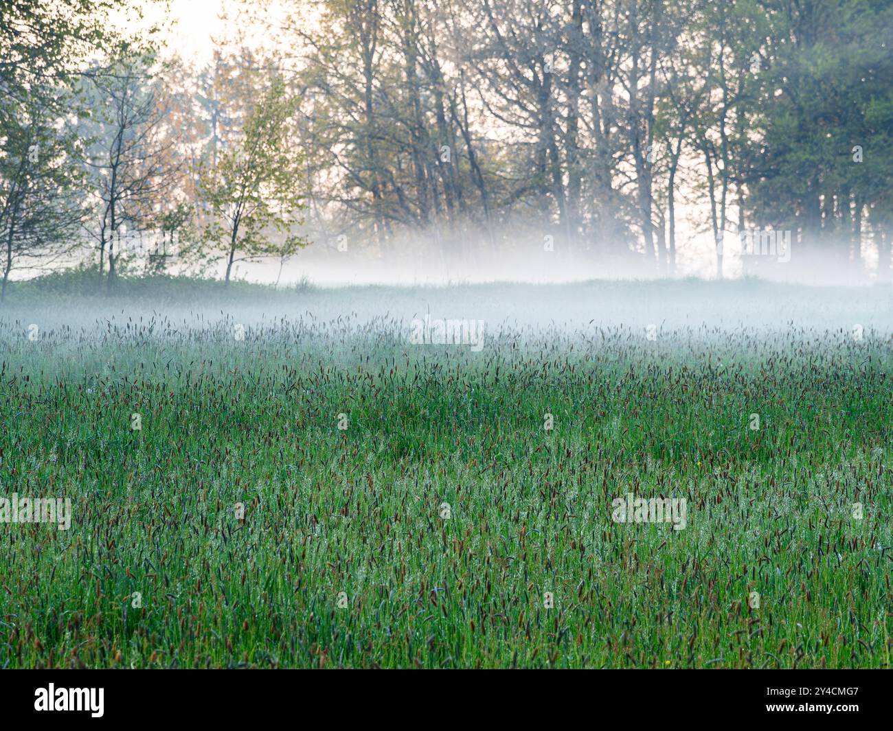 Evening mist setting over a meadow Stock Photo - Alamy