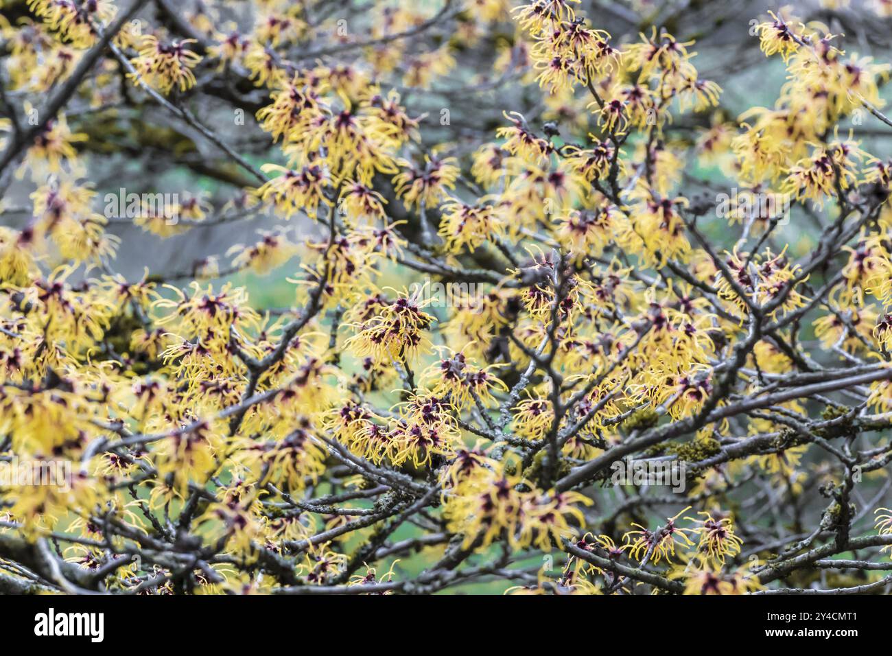 Witch hazel Hamamelis x intermedia, Barmstedt Gold Stock Photo - Alamy
